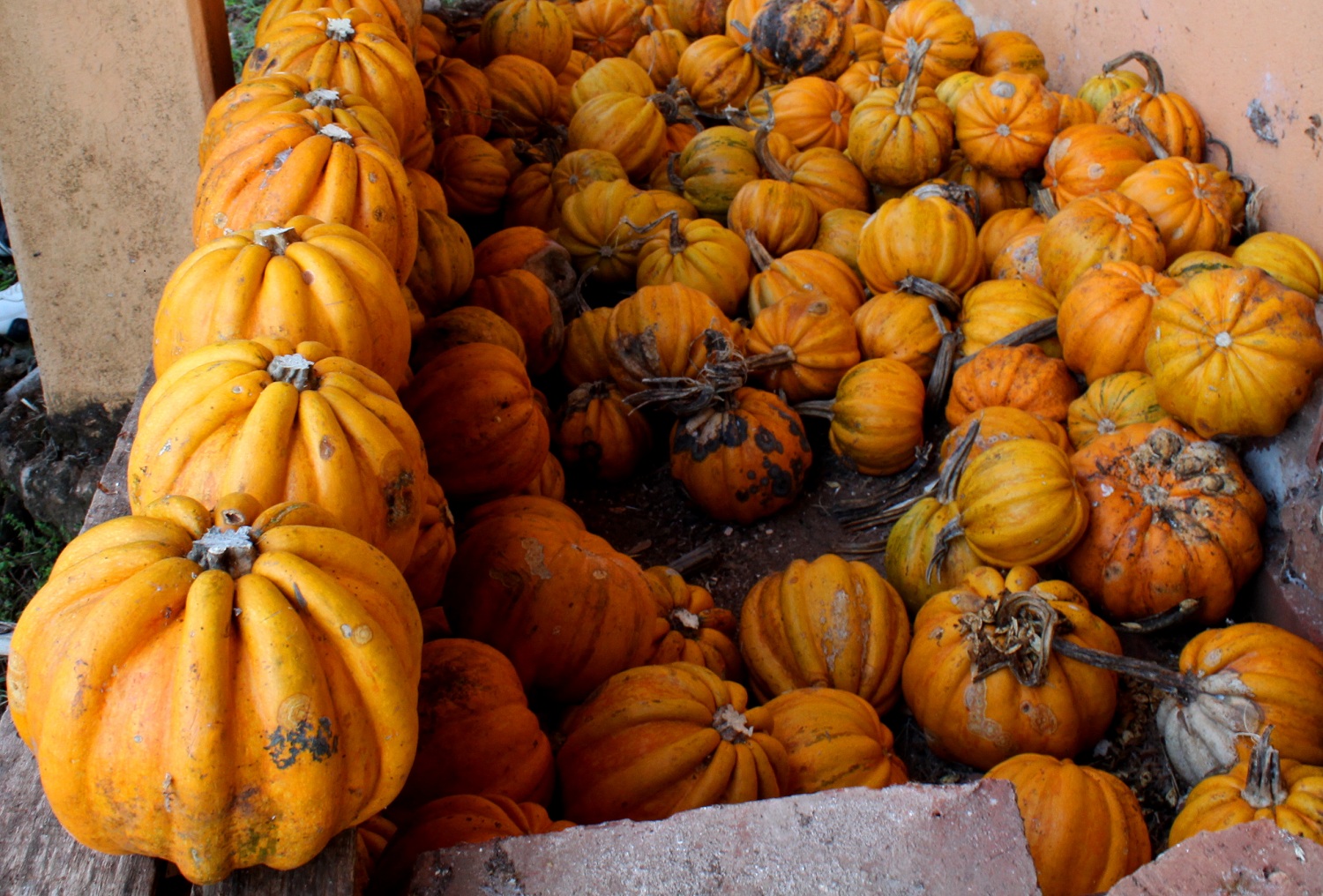 Produção e comércio de mogango orgânico é tema de oficina no interior ...